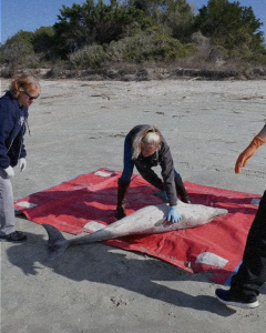 Team Members — Captain Paul Watson Foundation